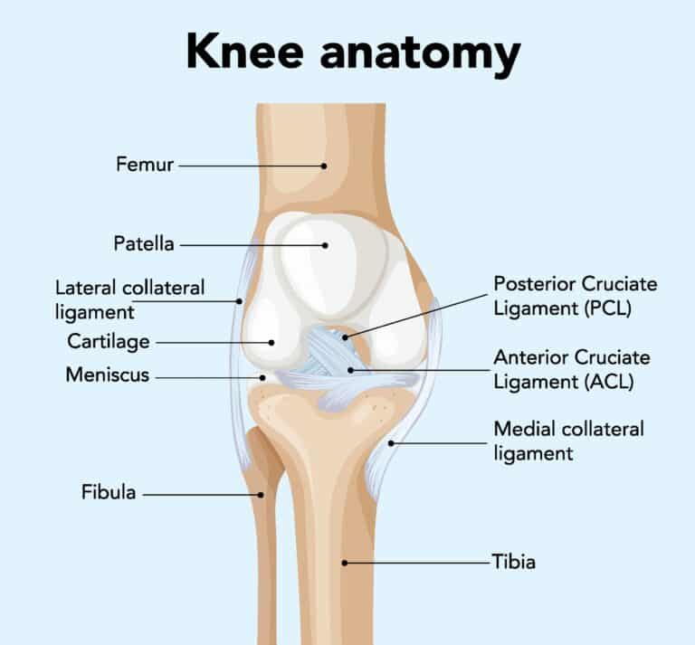 ACL Reconstruction Surgery Guide: Procedure, Risks & Recovery - OrthoNJ